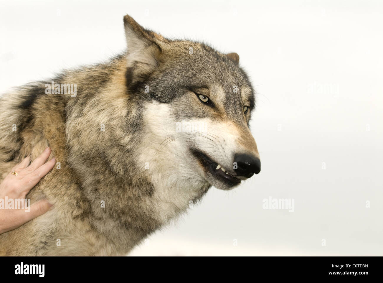 Snarl?--Gray Wolf Expressive Behavior Stock Photo - Alamy