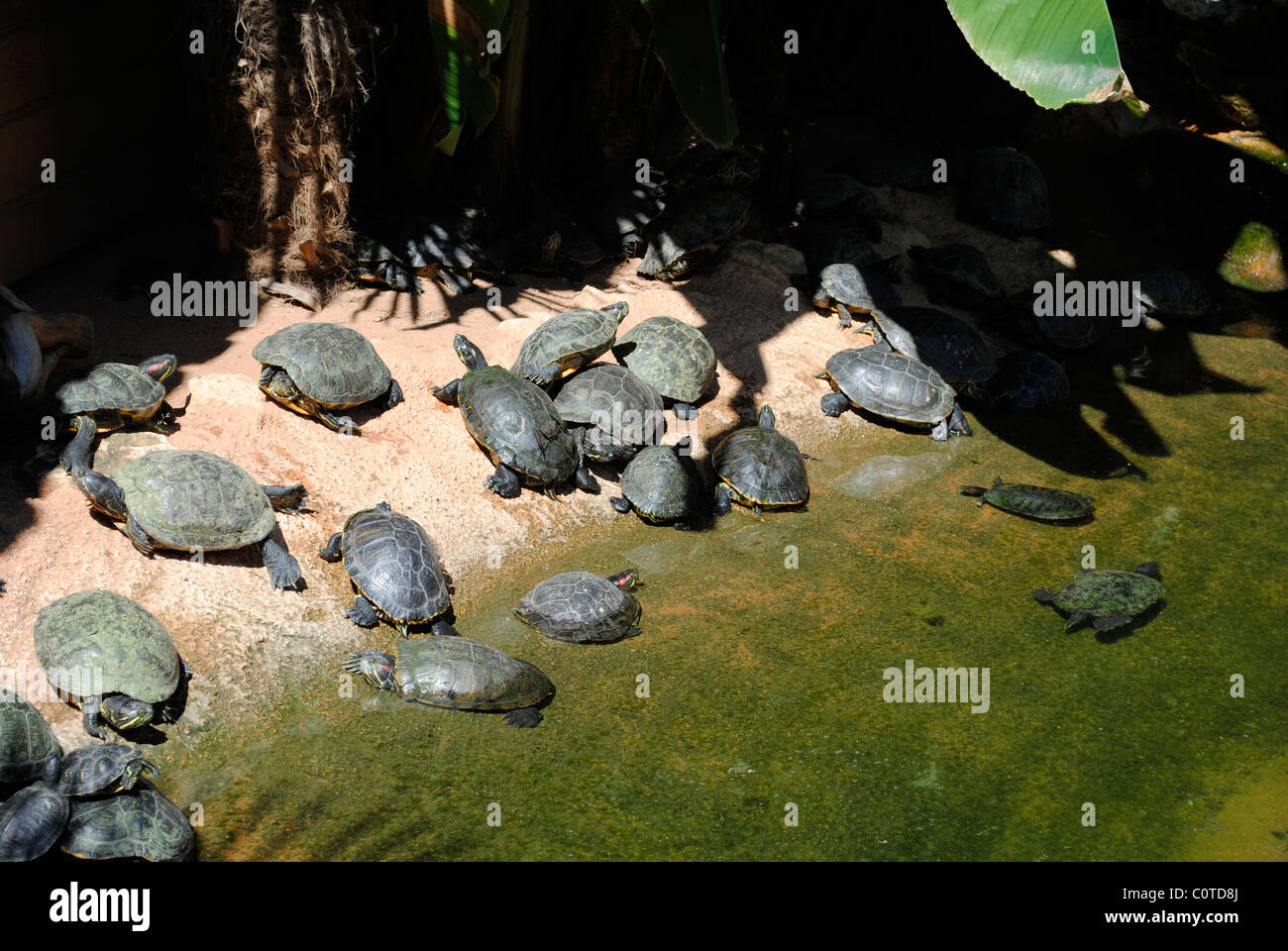 Diamondback terrapin Latin name Malaclemys terrapin Stock Photo - Alamy