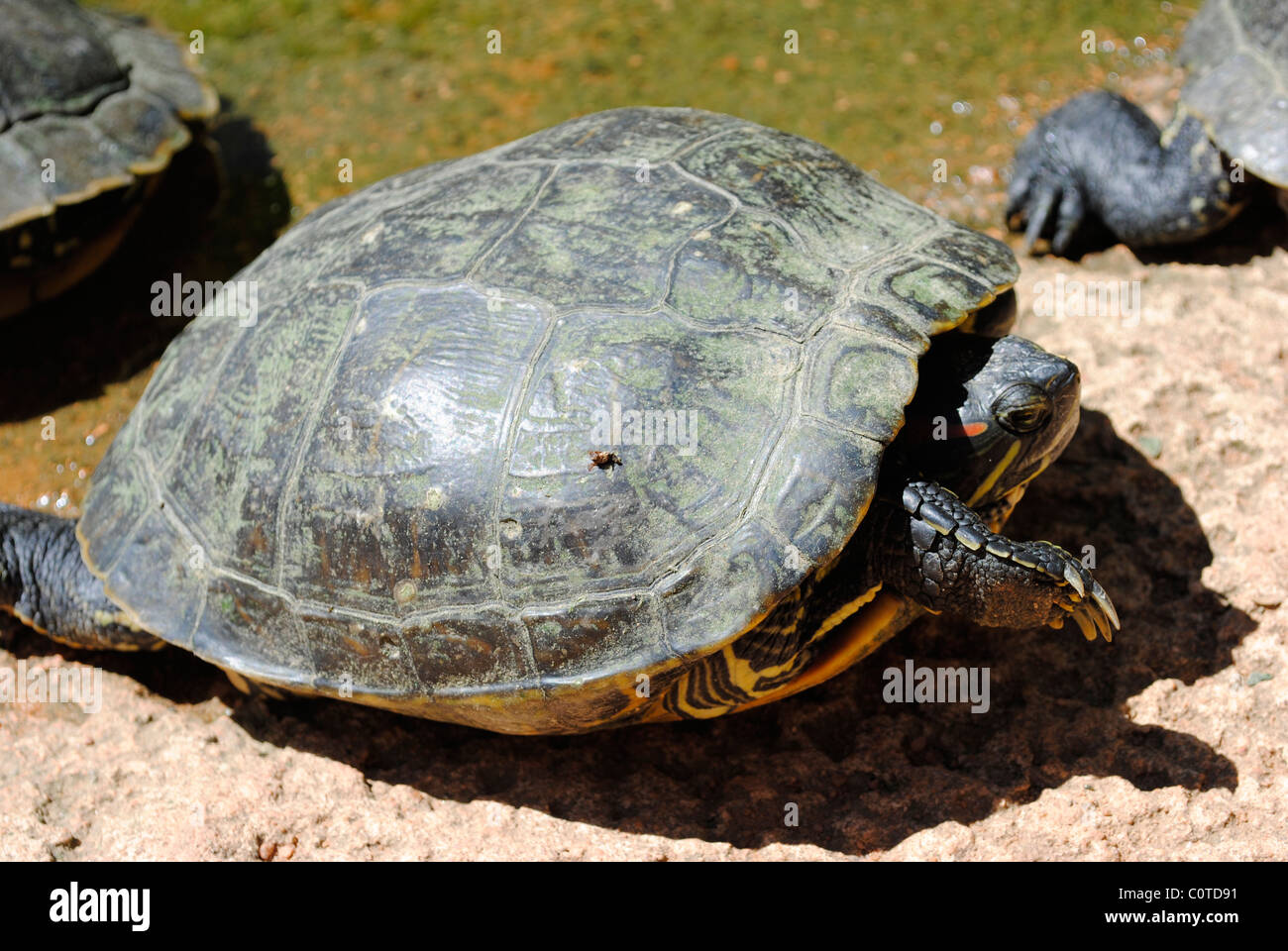 Diamondback turtle hi-res stock photography and images - Alamy
