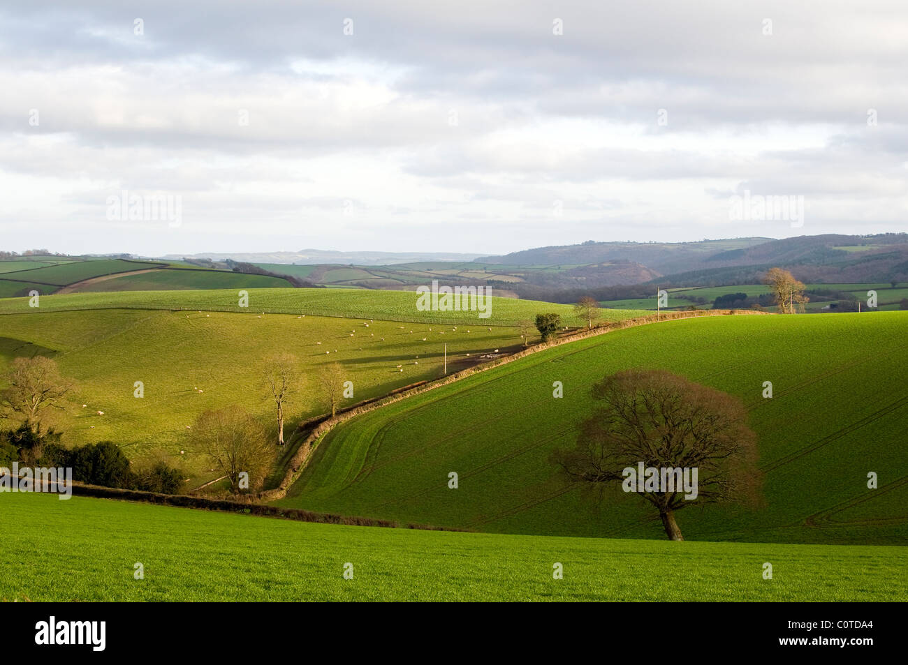 Rolling Devon hills and country lane near Cheriton Bishop,Devon.,Devon ...