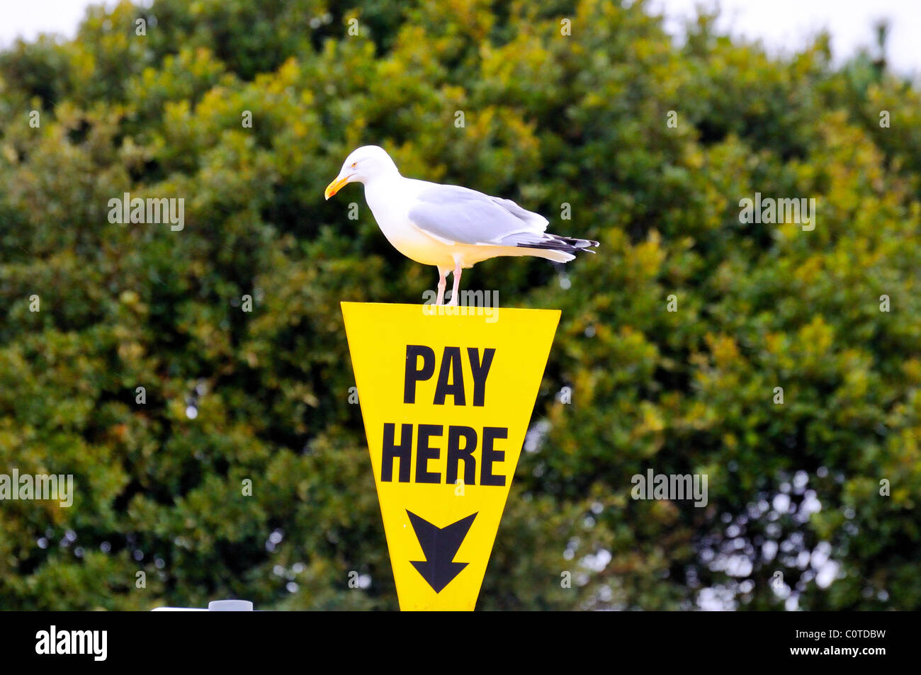 Seagull sign uk hi-res stock photography and images - Alamy