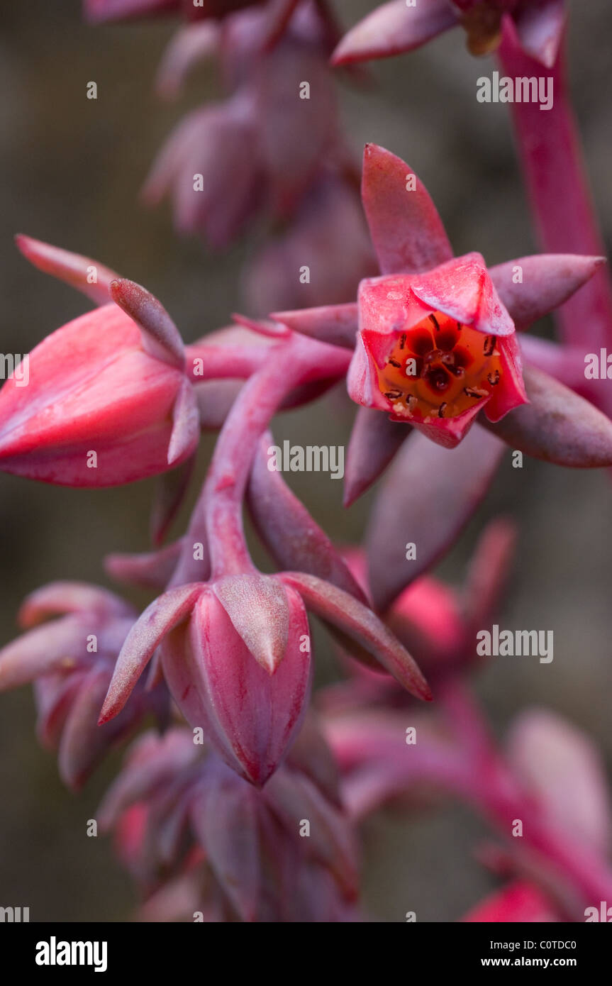 Oreja de burro (Donkey´s ear / Echeveria gibbiflora) flower detail ...