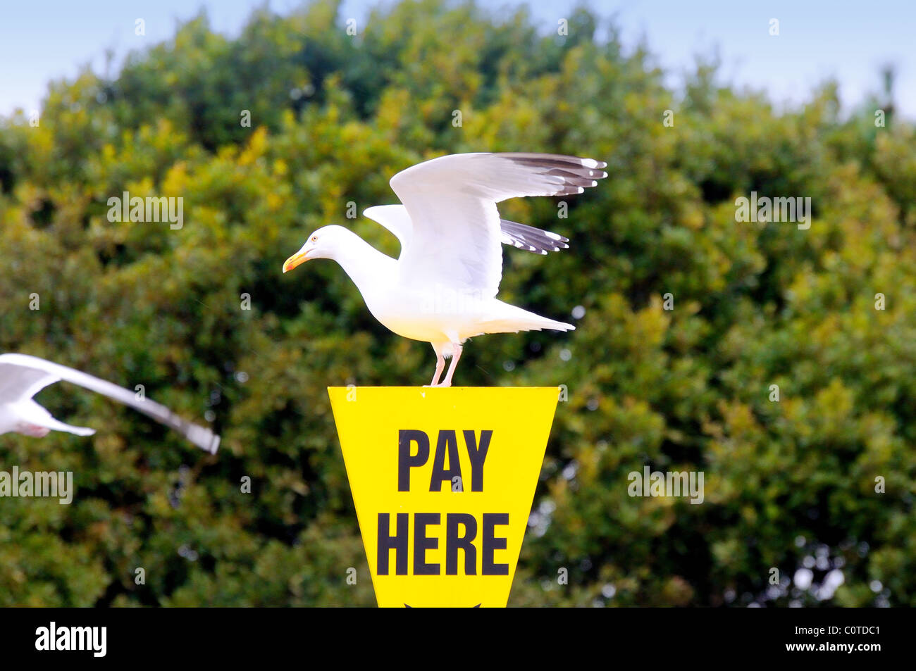 Seagull sign hi-res stock photography and images - Alamy
