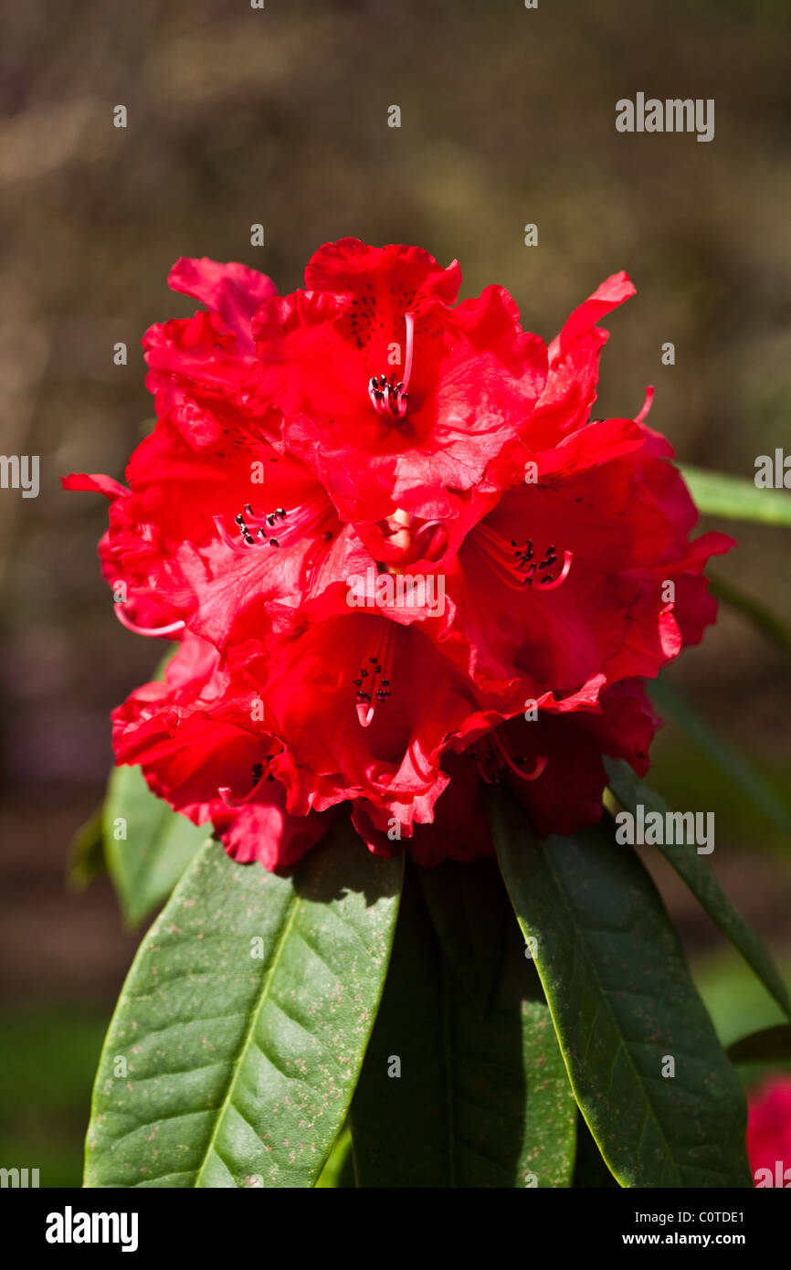 A cluster of red rhododendron flowers Stock Photo - Alamy