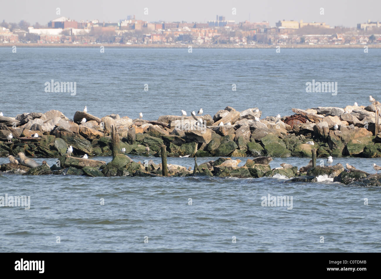 Seal of the city of new york hi-res stock photography and images - Alamy