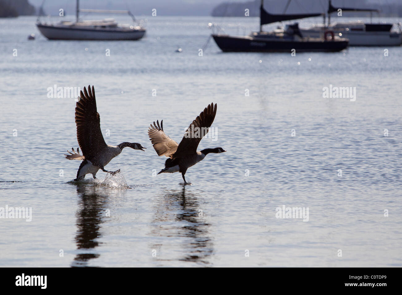 Canada Goose (Branta canadensis) in flight Stock Photo - Alamy