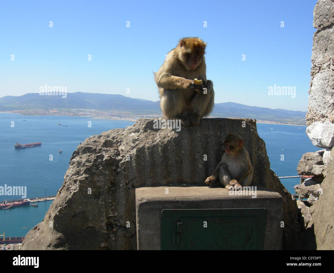 Barbary macaques gibraltar hi-res stock photography and images - Alamy