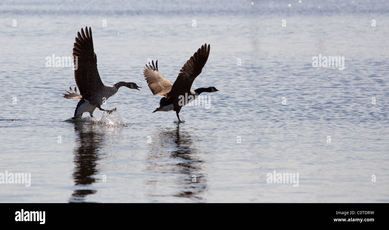 Geese attacking hi-res stock photography and images - Alamy