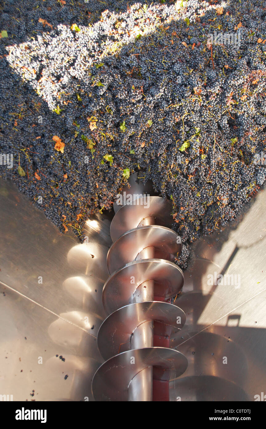 grapes in the receiving hopper quinta de sao jorge alentejo portugal ...