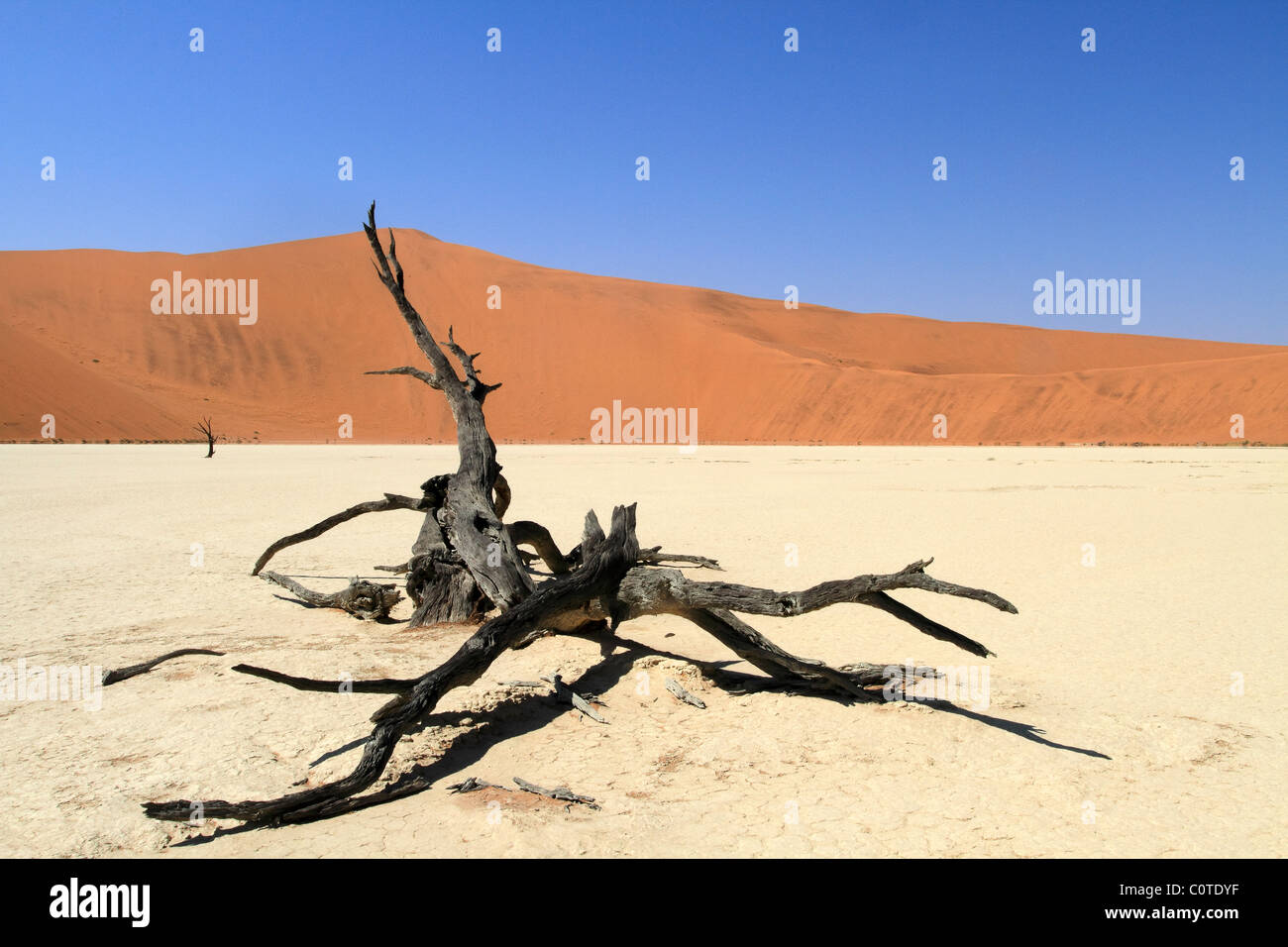 Iconic dead trees hi-res stock photography and images - Alamy