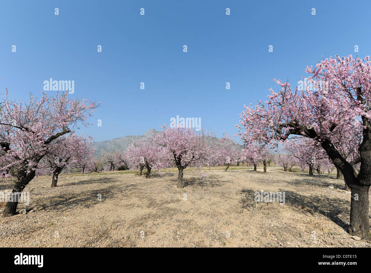 almond orchard with blossom, [prunus dulcis], near Alcalali, Jalon ...
