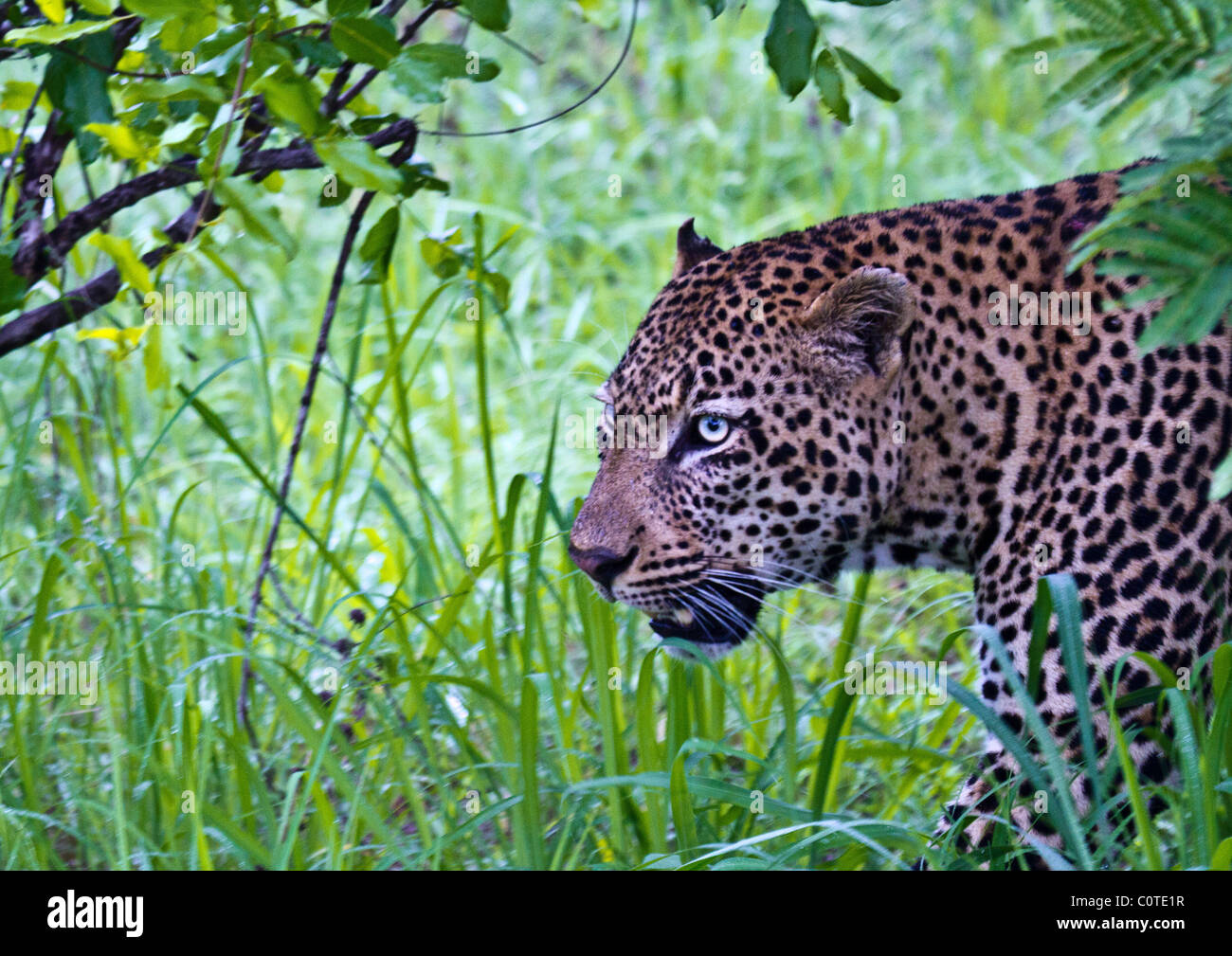 Male Leopard hunting in the bush Stock Photo - Alamy