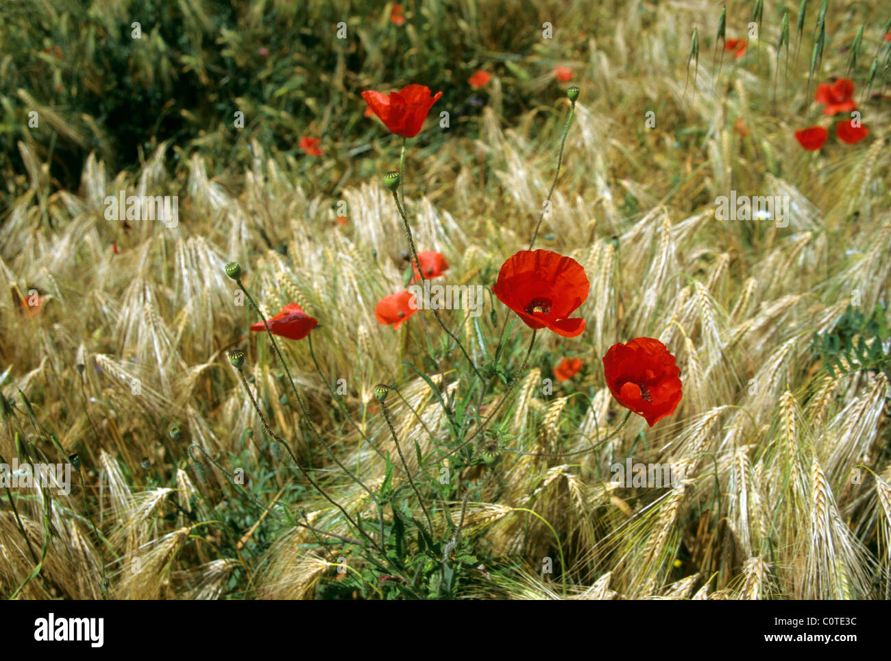 Tuscan poppies poppy wheat field Tuscany Italy Stock Photo - Alamy