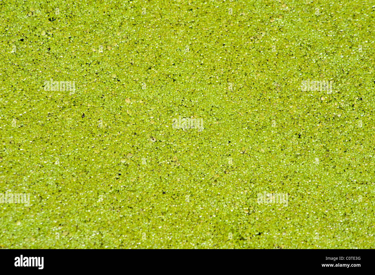 green covered marsh great for background or texture Stock Photo - Alamy