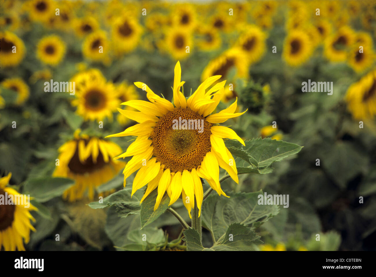 Tuscan landscape sunflowers hi-res stock photography and images - Alamy