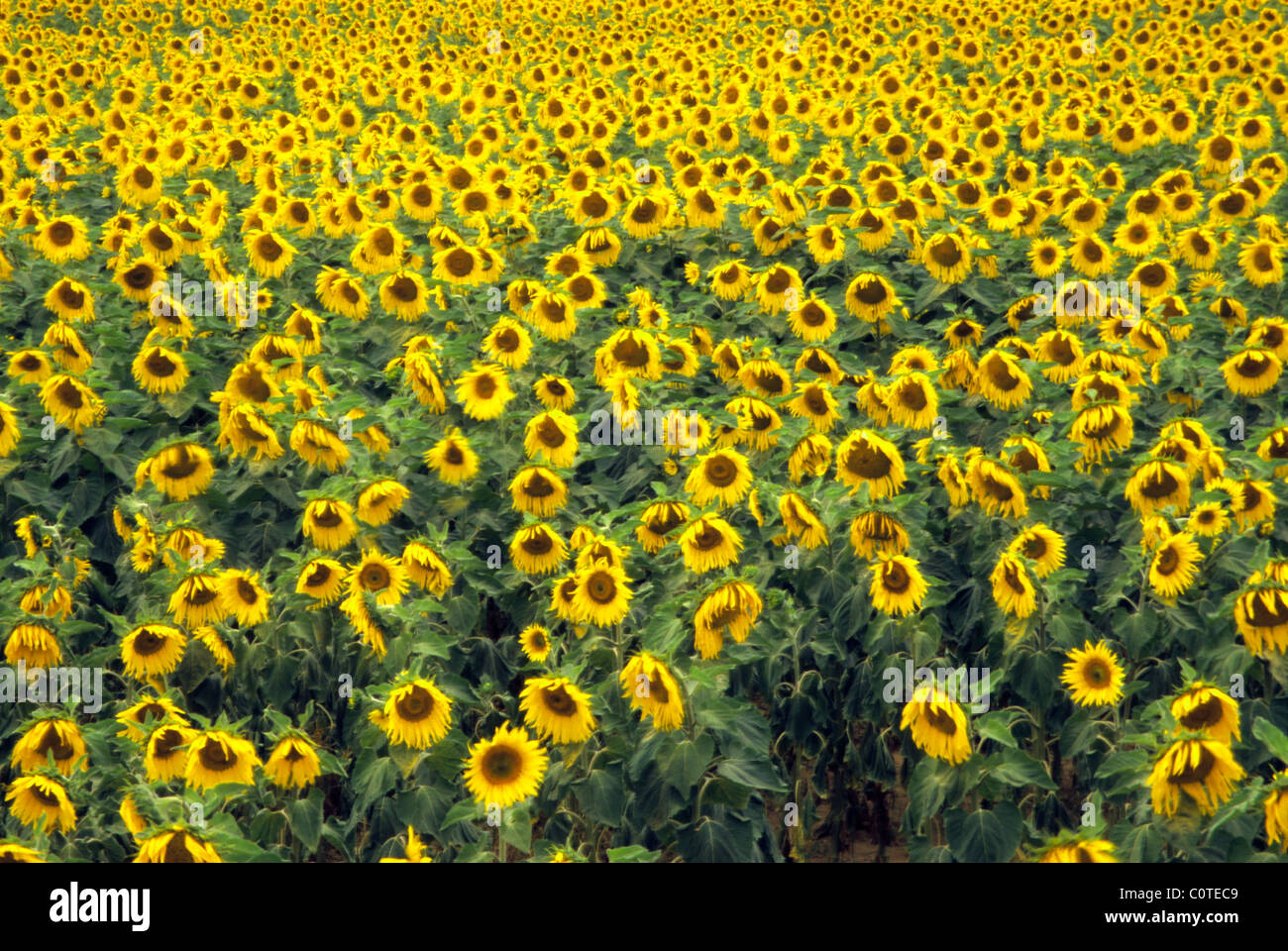 Tuscan Landscape field of sunflowers Tuscany Italy Stock Photo - Alamy