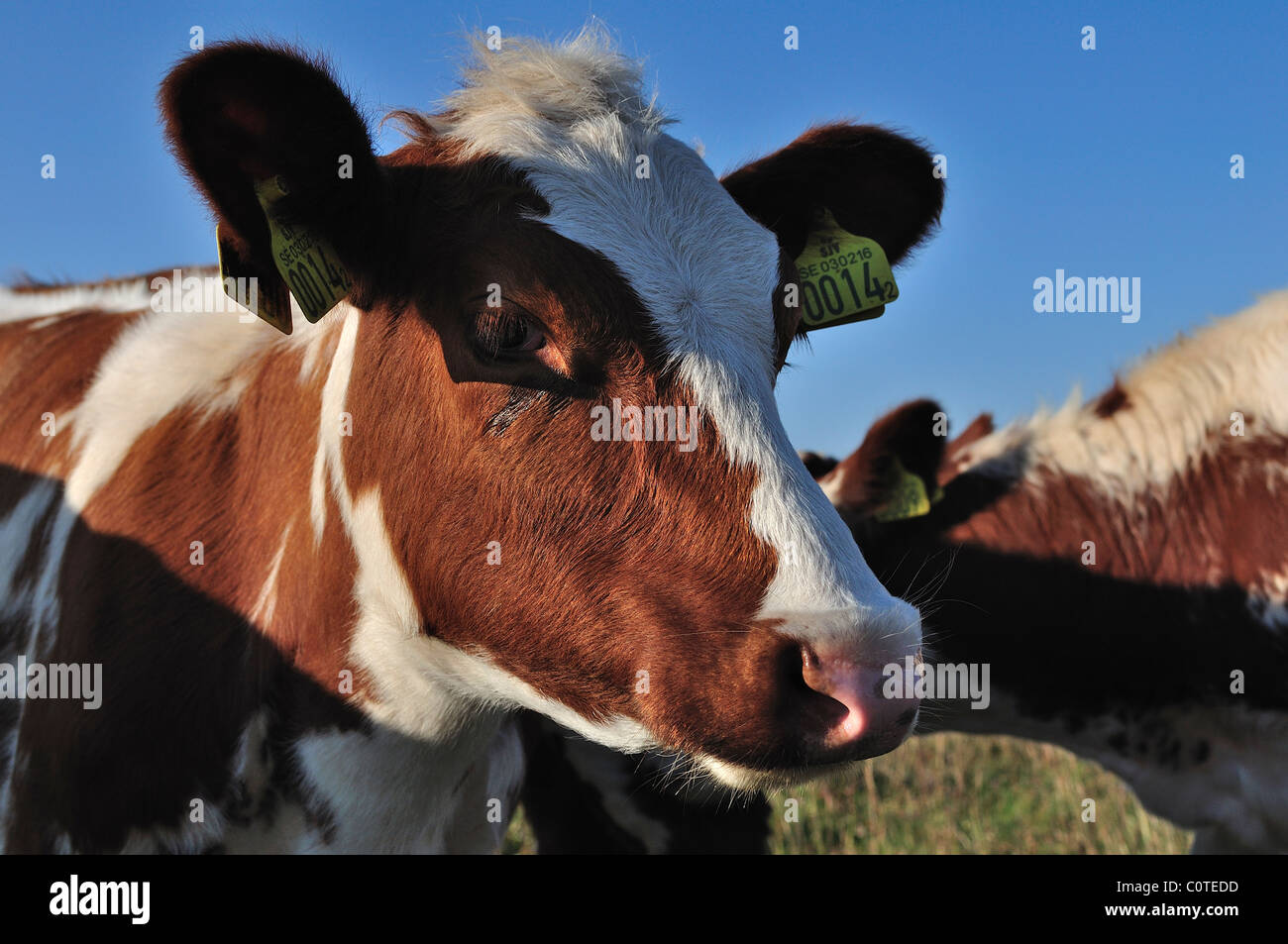 Marked cow hi-res stock photography and images - Alamy
