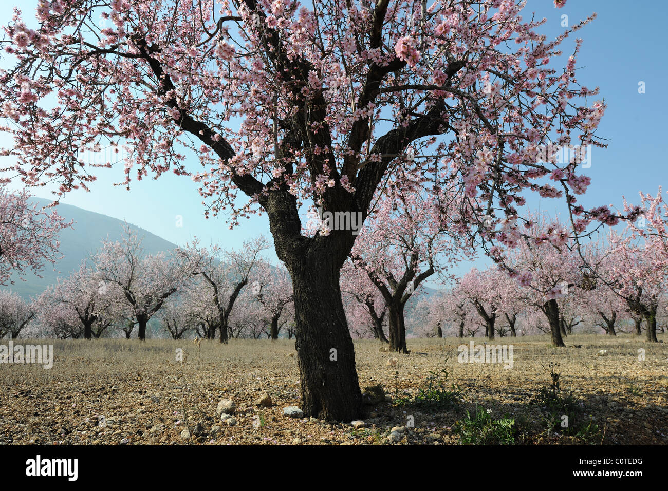 almond orchard with blossom, [prunus dulcis], near Alcalali, Jalon ...