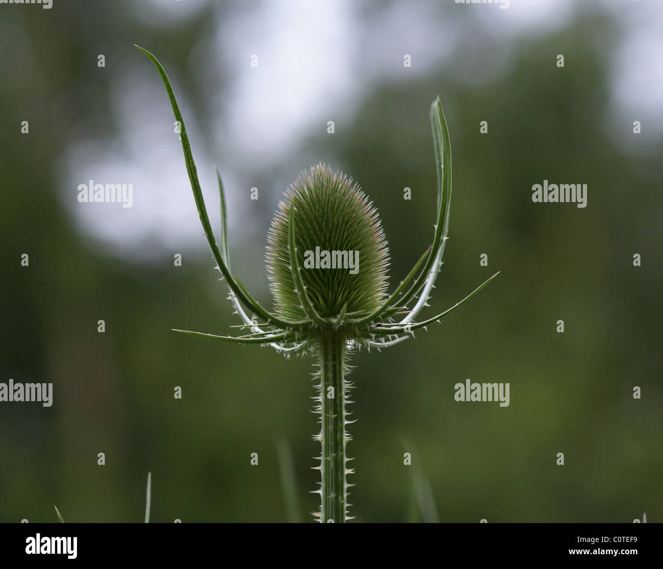 Thistle head hi-res stock photography and images - Alamy