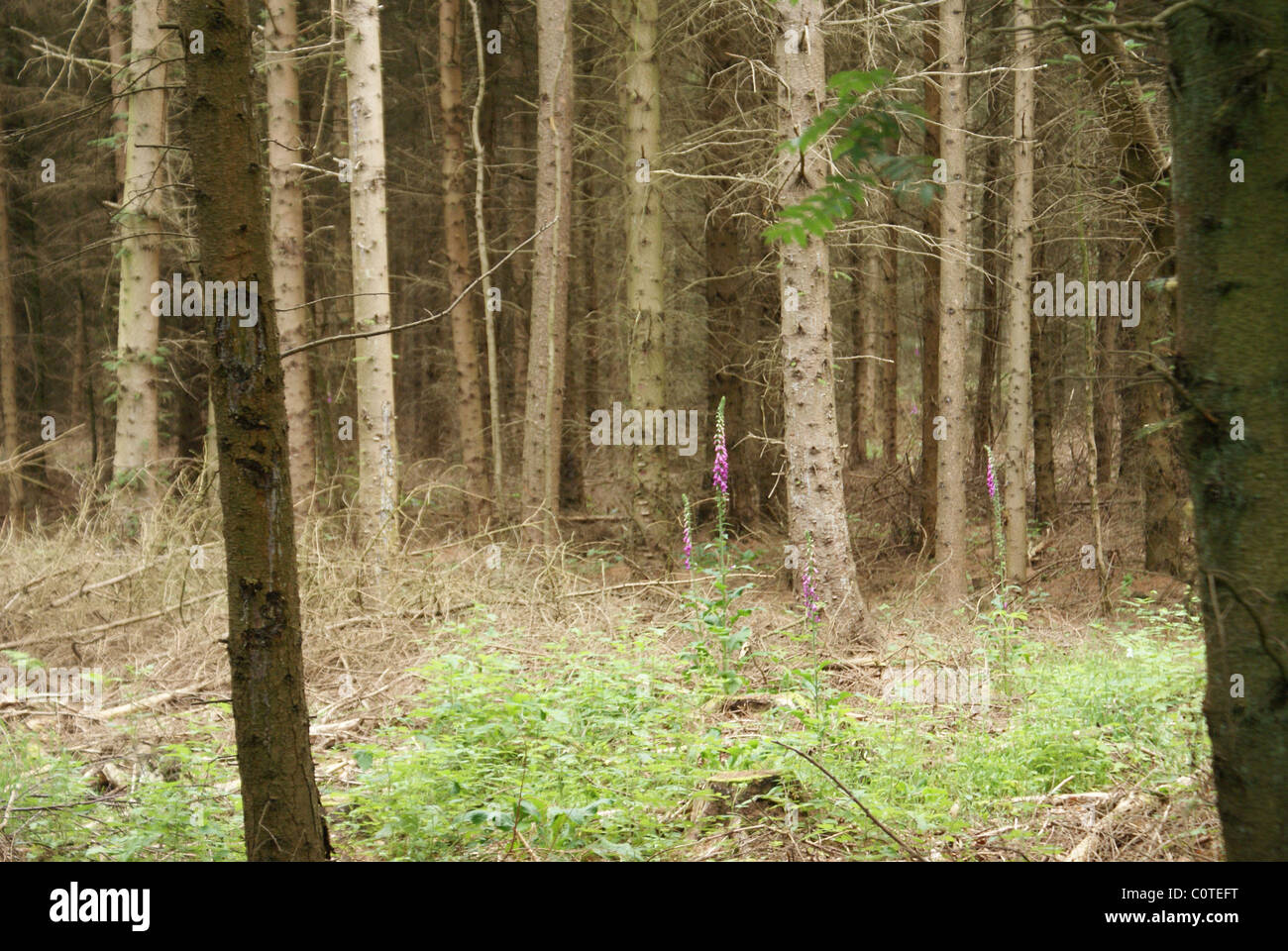 Single flower with trees Stock Photo - Alamy