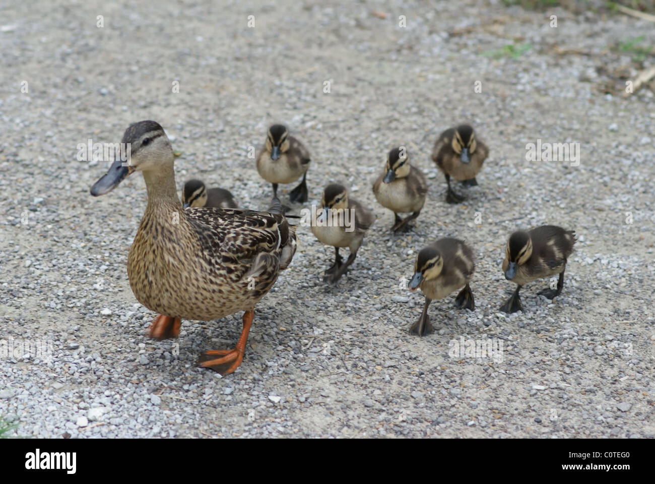 Ducklings walking hi-res stock photography and images - Alamy