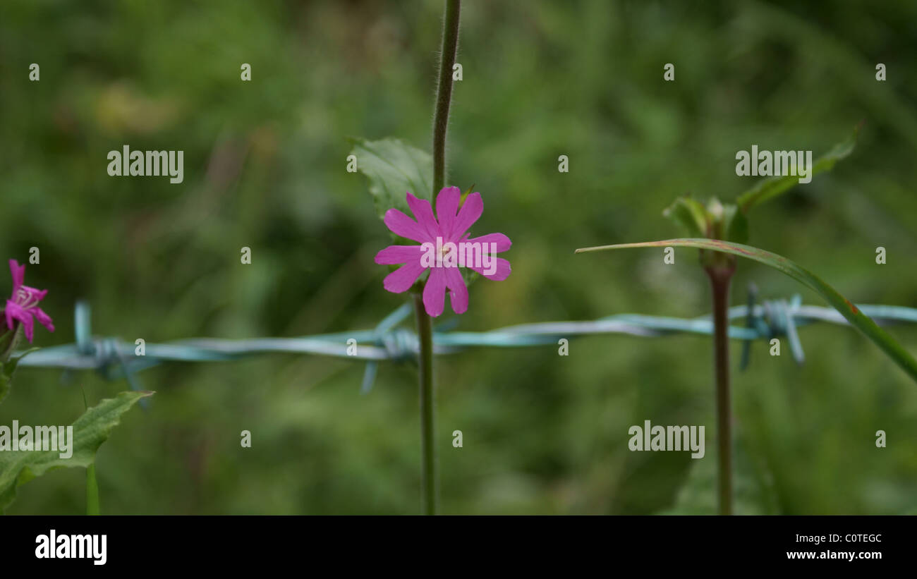 Flower and barb wire Stock Photo - Alamy