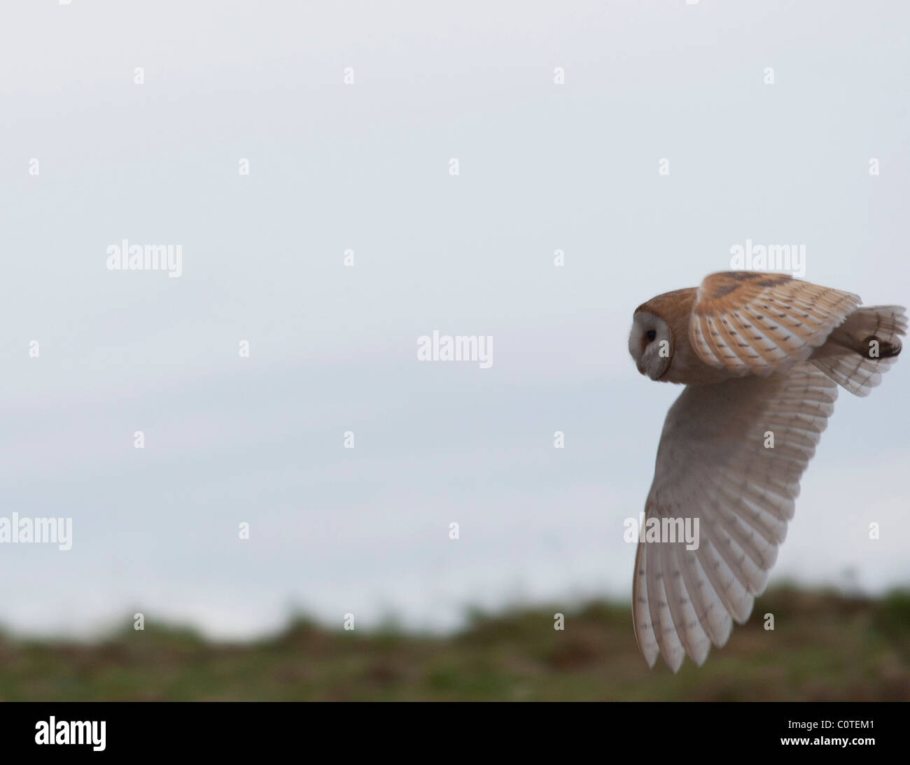 Wild Barn owl in flight Stock Photo - Alamy