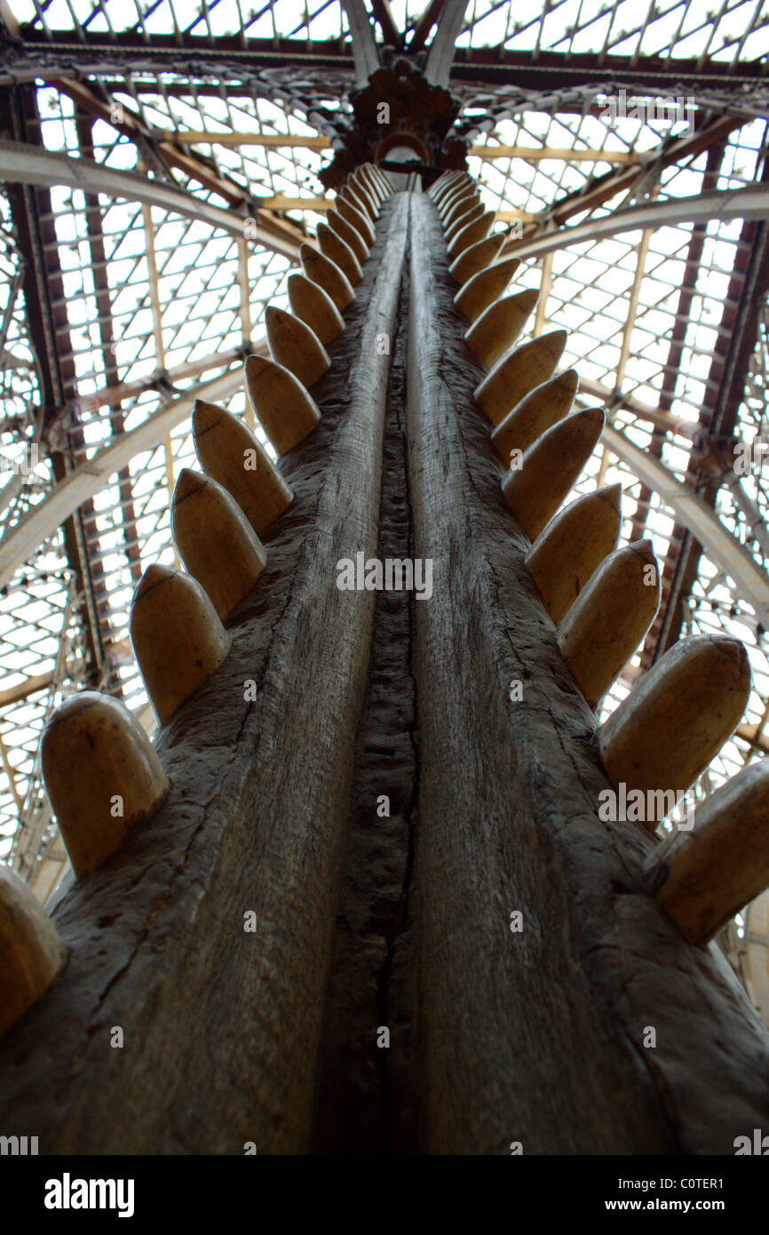 Crocodile Teeth seen at the Natural History Museum Oxford Stock Photo ...