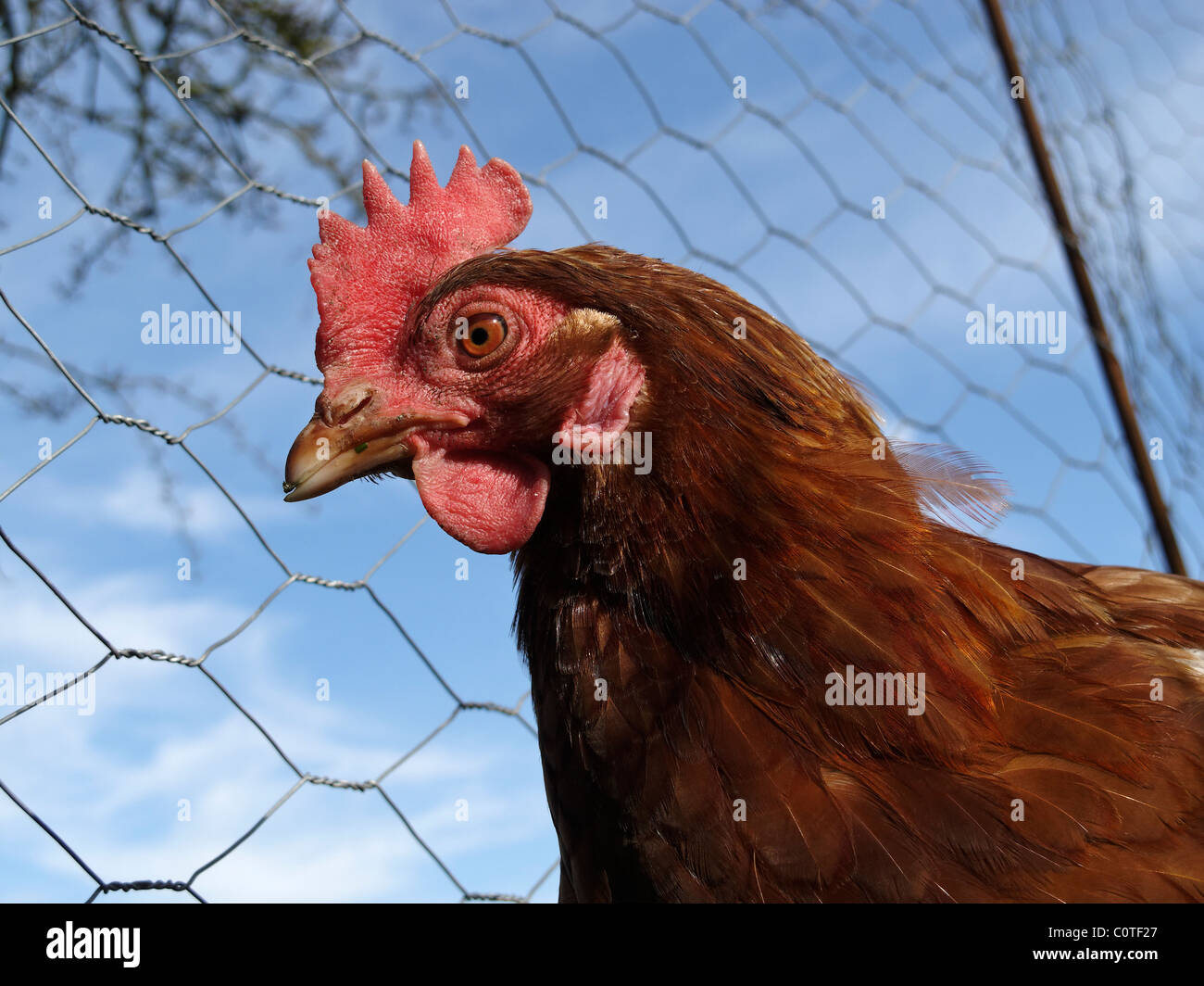 Free range chicken uk hi-res stock photography and images - Alamy