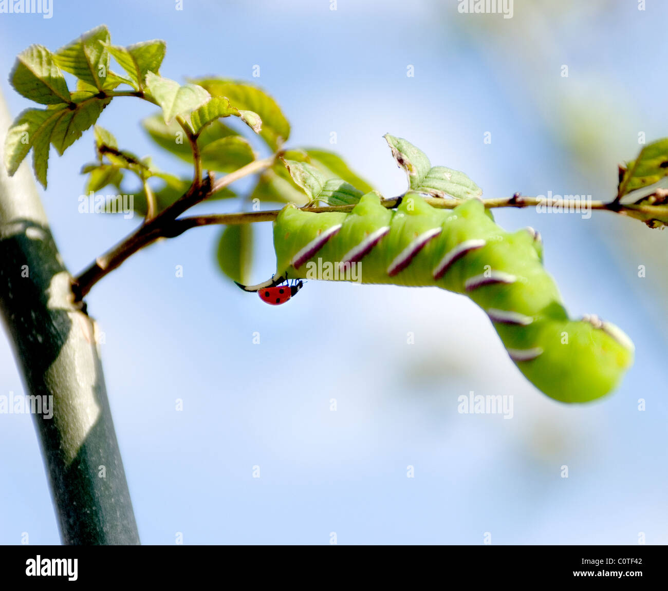 Privet hawk moth and Ladybird Stock Photo - Alamy