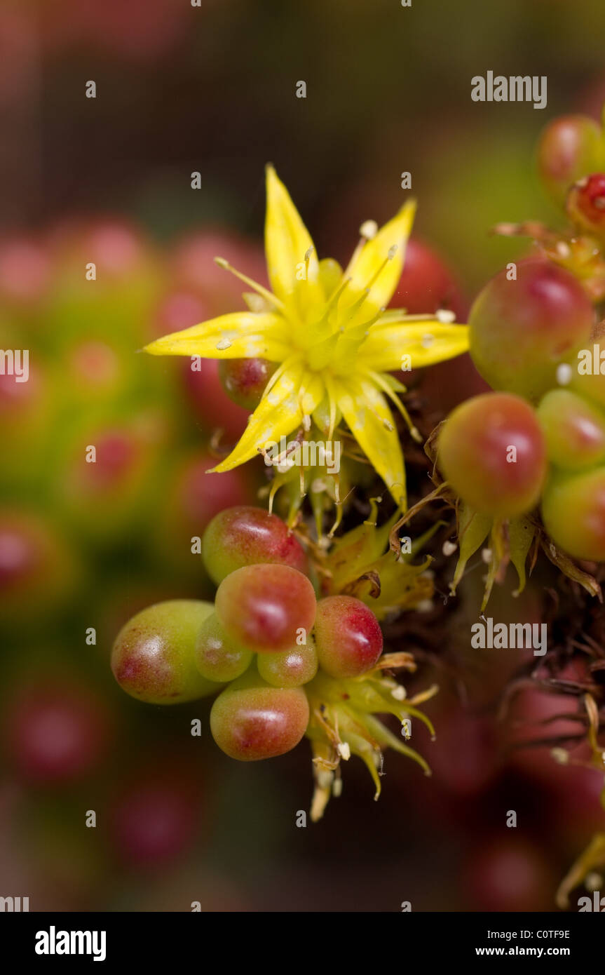 Jelly Bean Plant flower(Sedum rubrotinctum Stock Photo - Alamy
