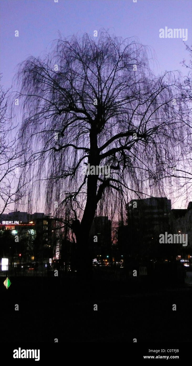 silhouette tree berlin Stock Photo - Alamy