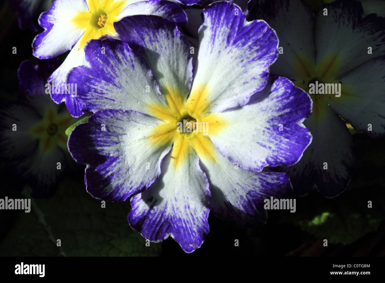 Primulaceae hi-res stock photography and images - Alamy