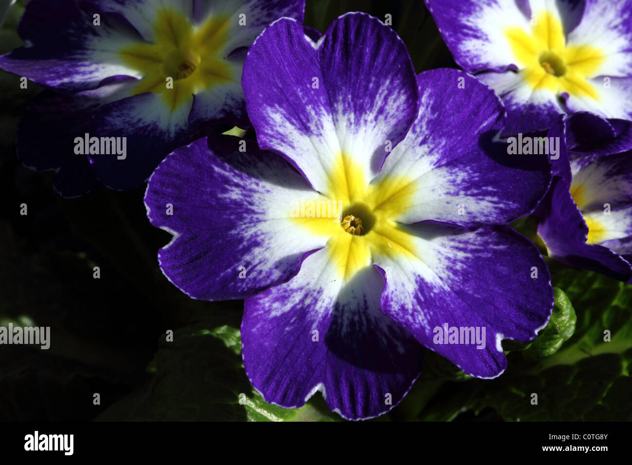 Primulaceae hi-res stock photography and images - Alamy