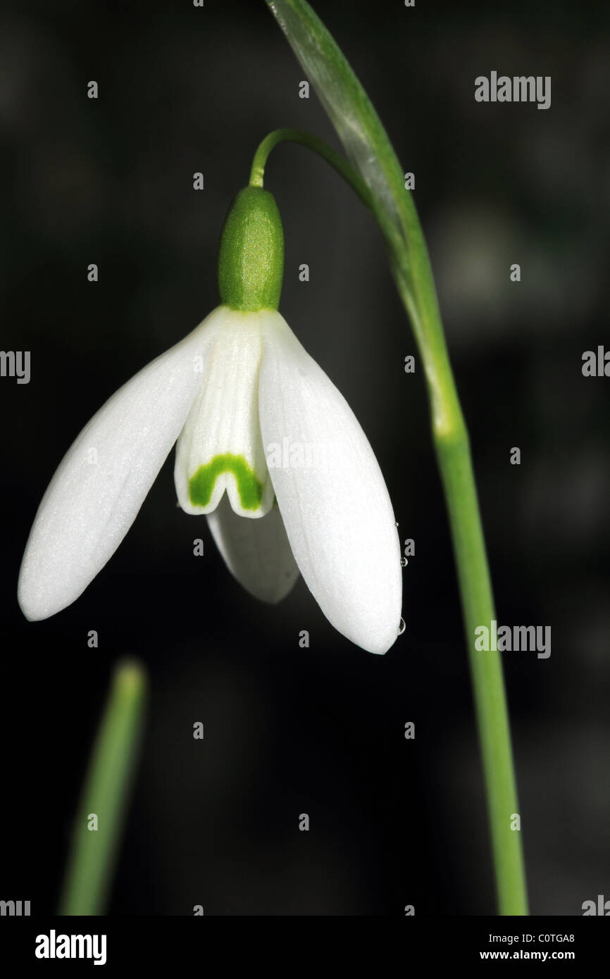 Galanthus spp hi-res stock photography and images - Alamy