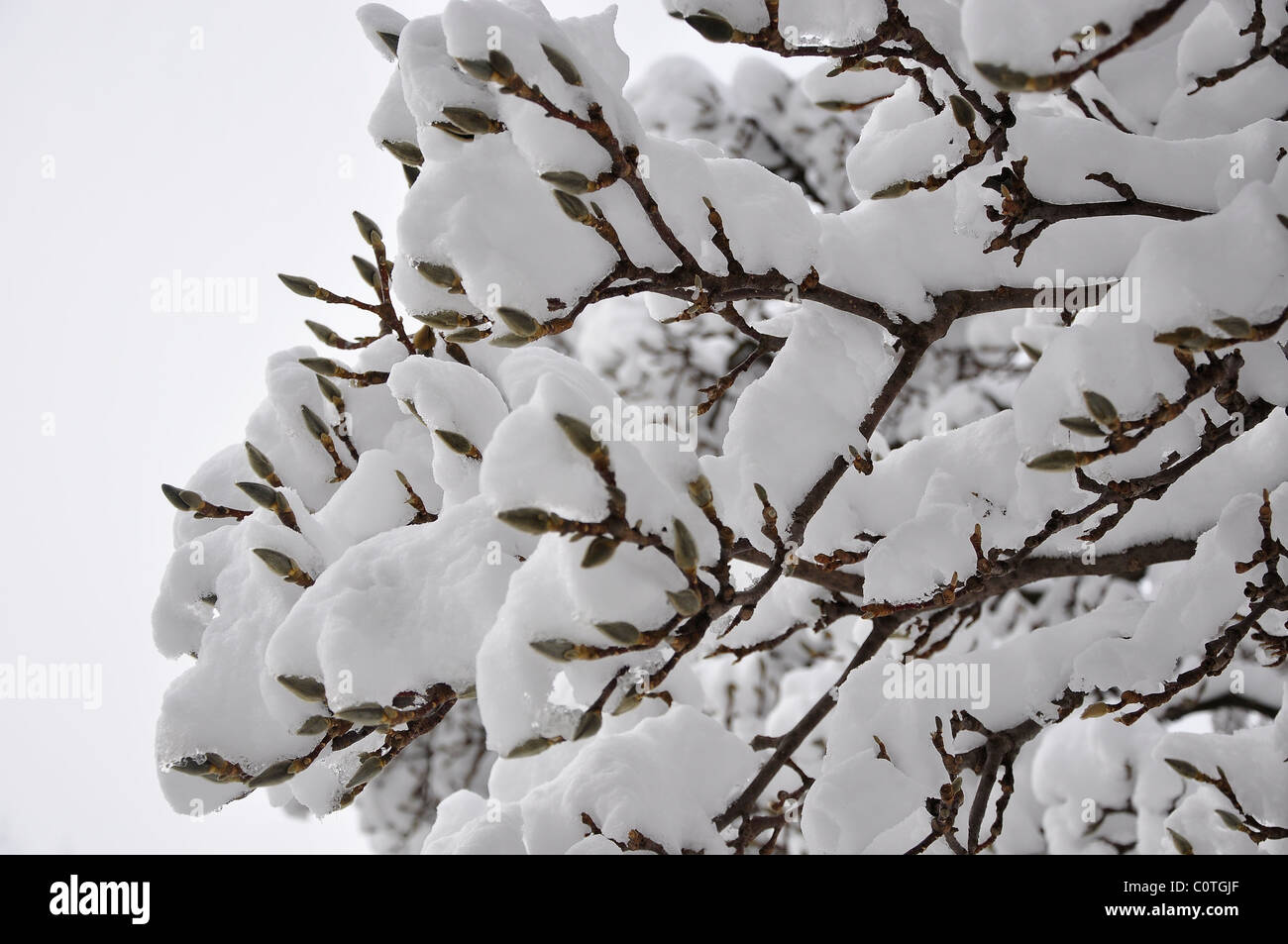 Tree branches snow hi-res stock photography and images - Alamy