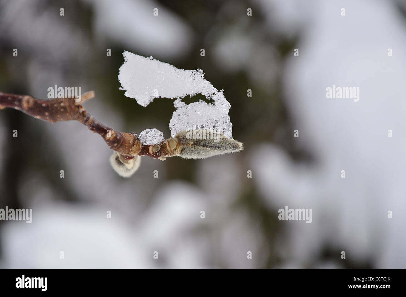 Sprout covered with ice and snow Stock Photo - Alamy