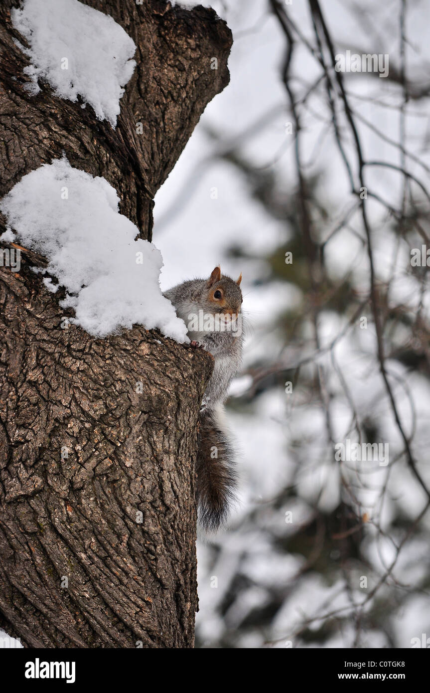 Squirrel on a tree Stock Photo - Alamy