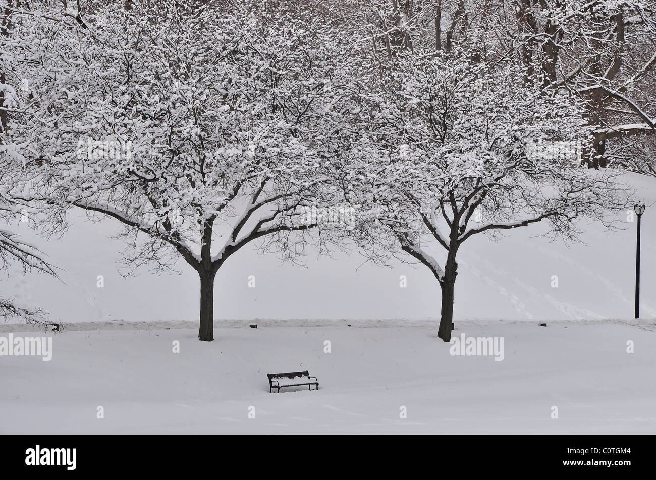 Snow covered bench and trees in Albany Washington Park Stock Photo - Alamy