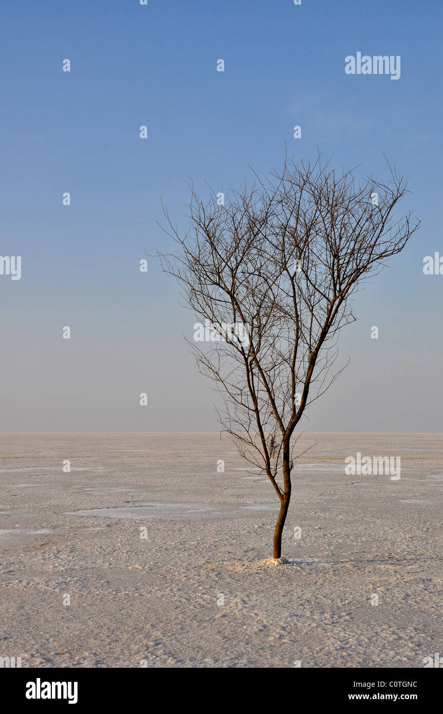 Kutch desert india hi-res stock photography and images - Alamy