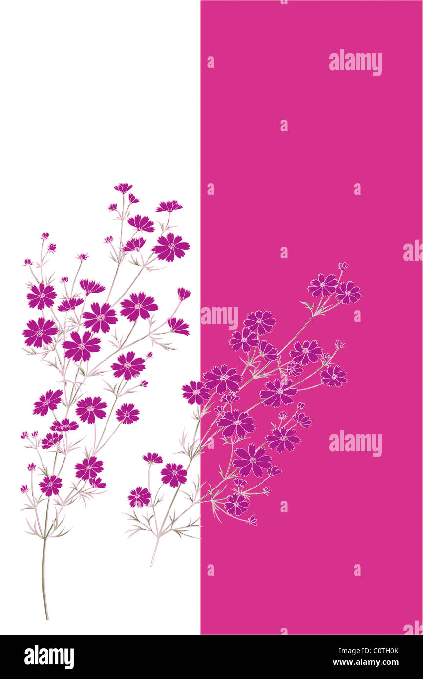 CG of Japanese Painting, Cosmos Stock Photo - Alamy