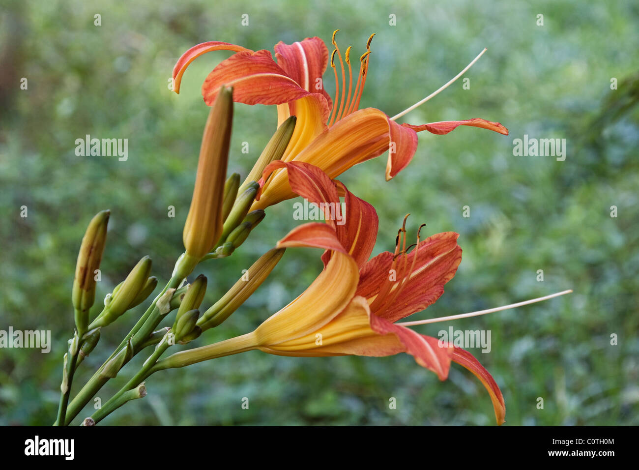 Hemerocallis fulva hi-res stock photography and images - Alamy