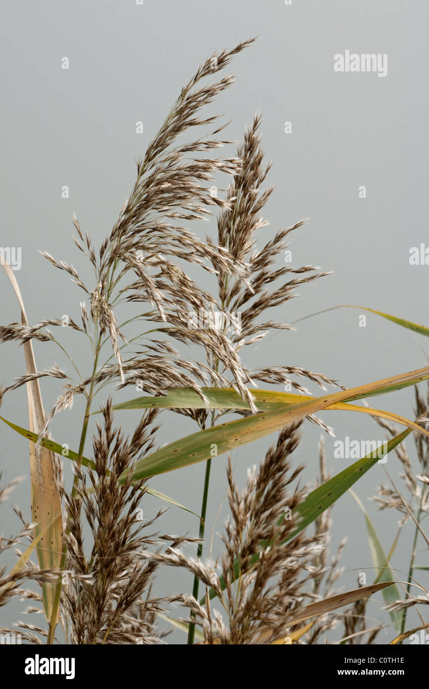 Common reed (Phragmites australis Stock Photo - Alamy