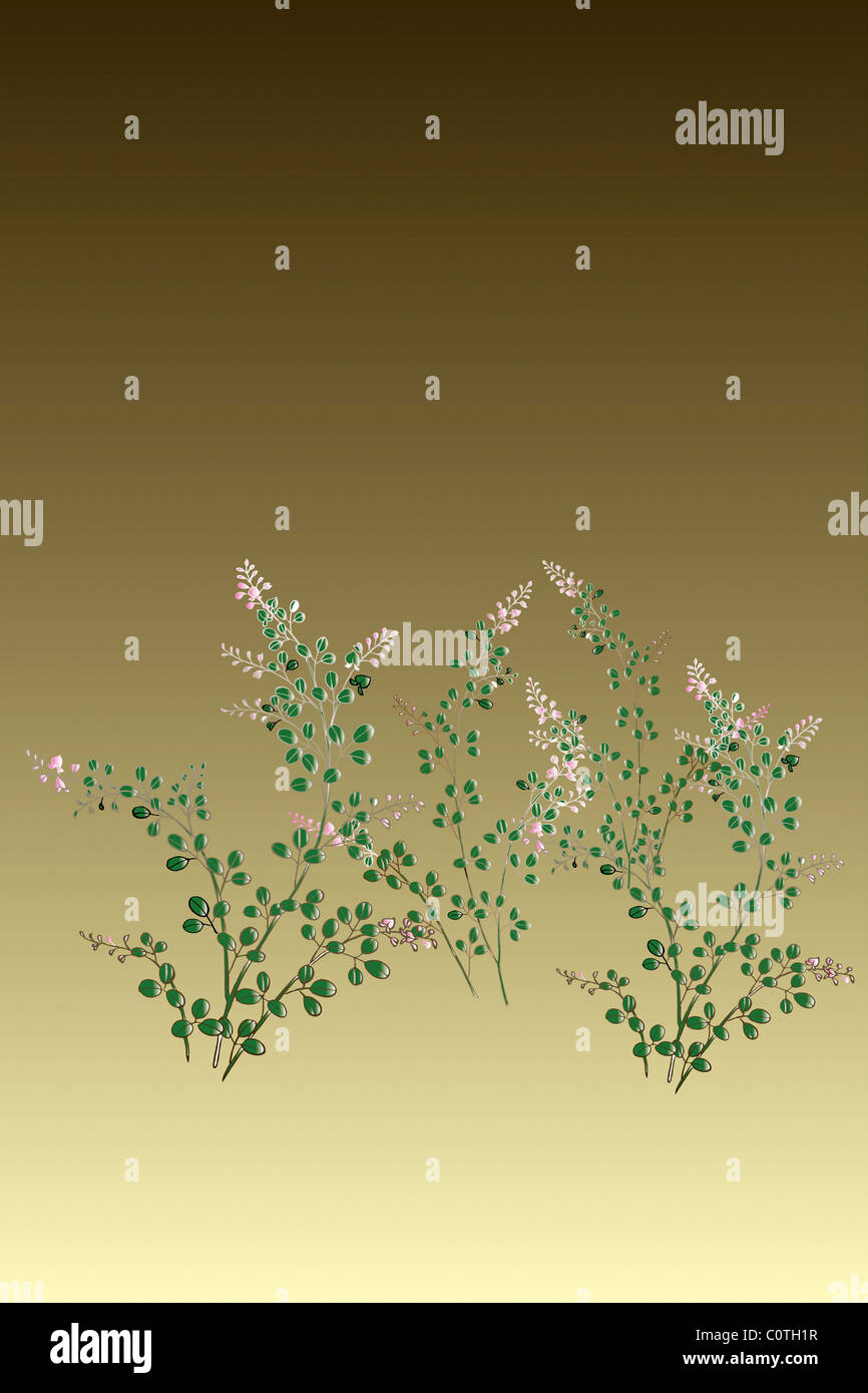 Japanese clover hi-res stock photography and images - Alamy