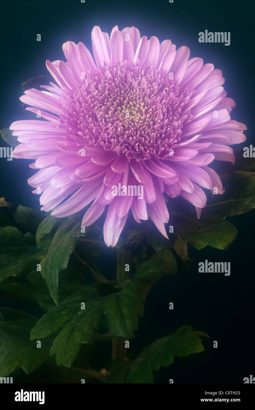 Chrysanthemum hi-res stock photography and images - Alamy