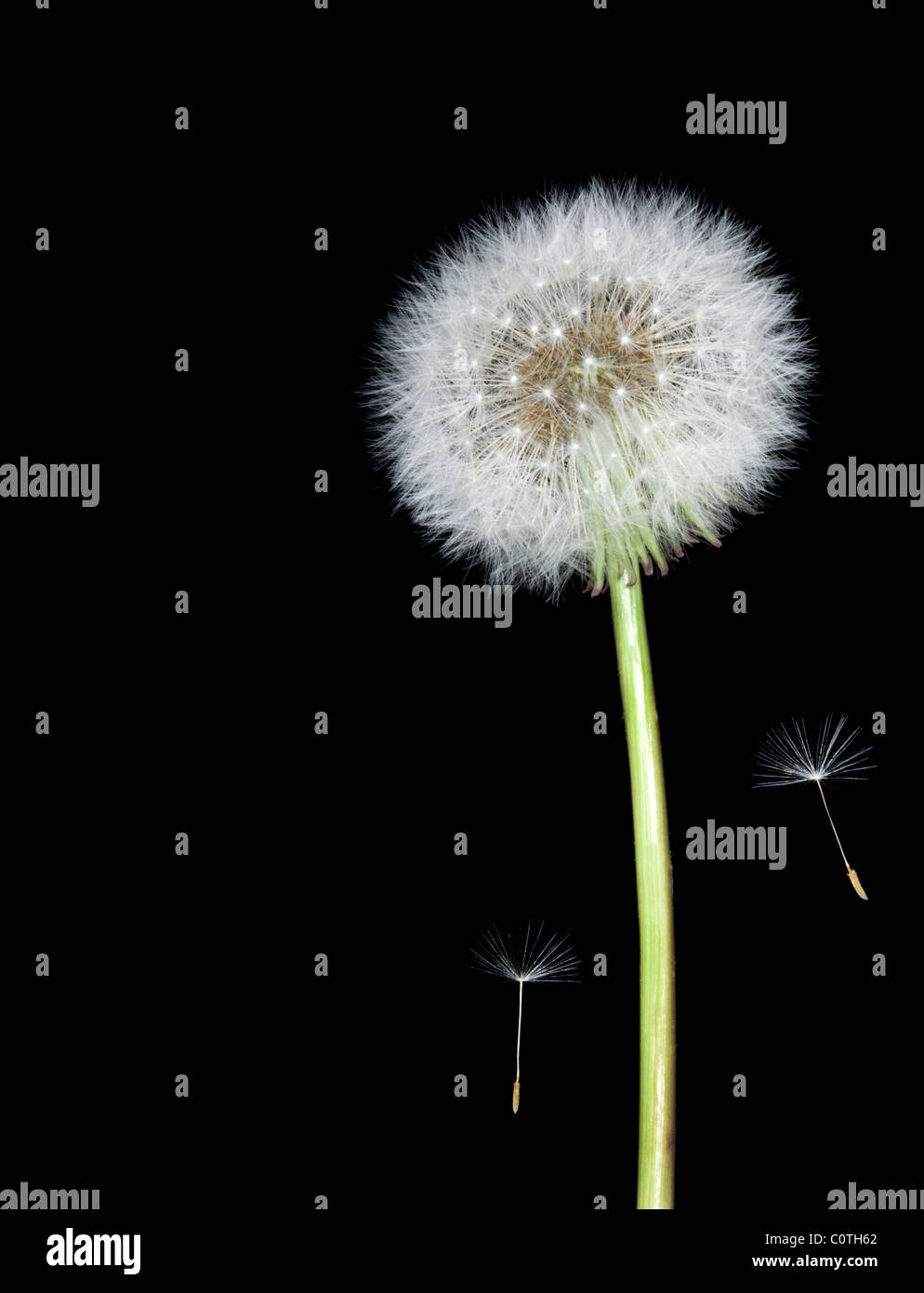 Falling seeds hi-res stock photography and images - Alamy