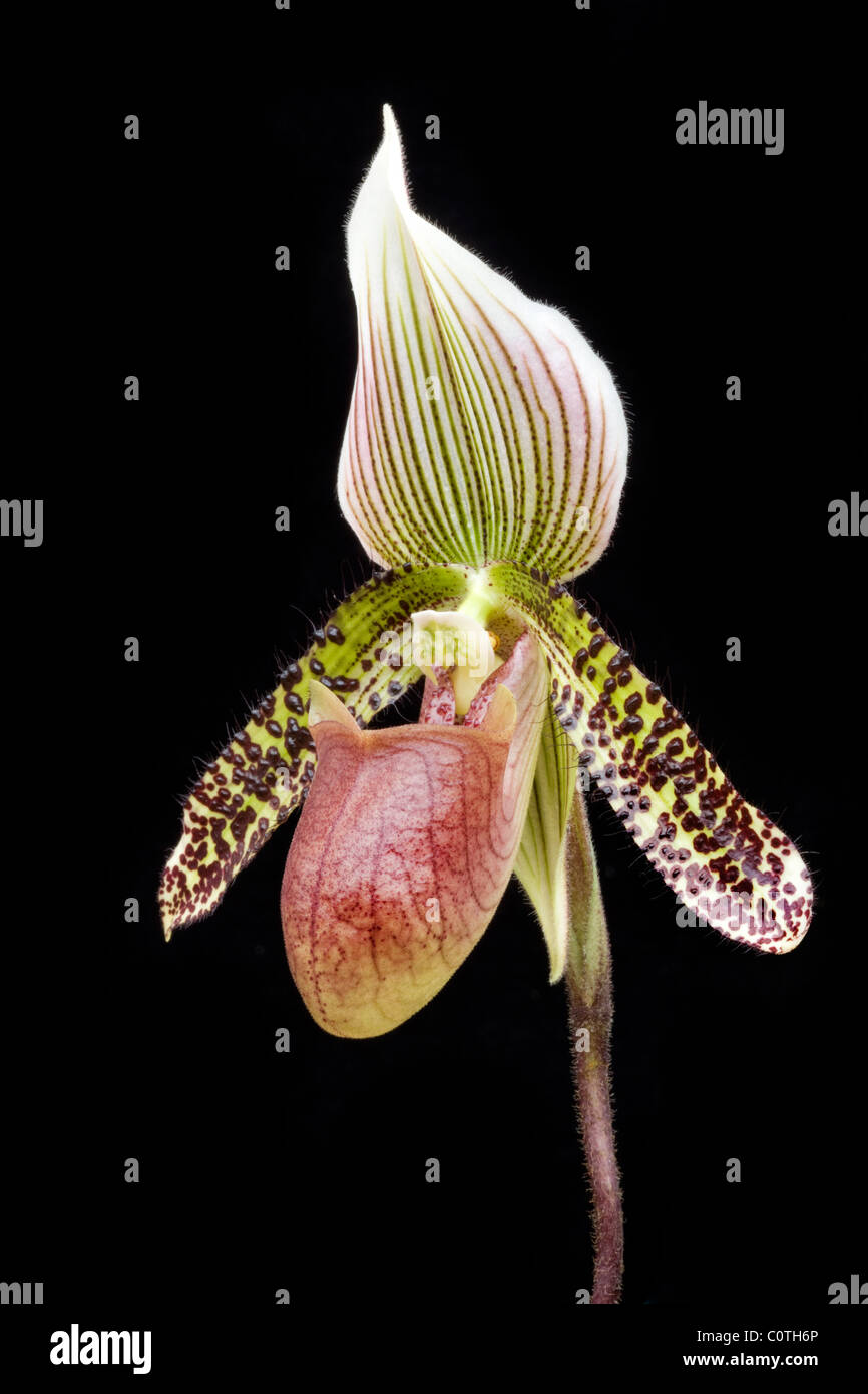 close-up of lady slipper orchid against black background Stock Photo ...
