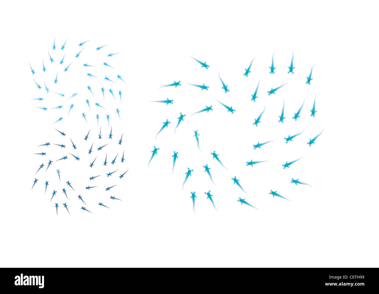 Japanese medaka Cut Out Stock Images & Pictures - Alamy