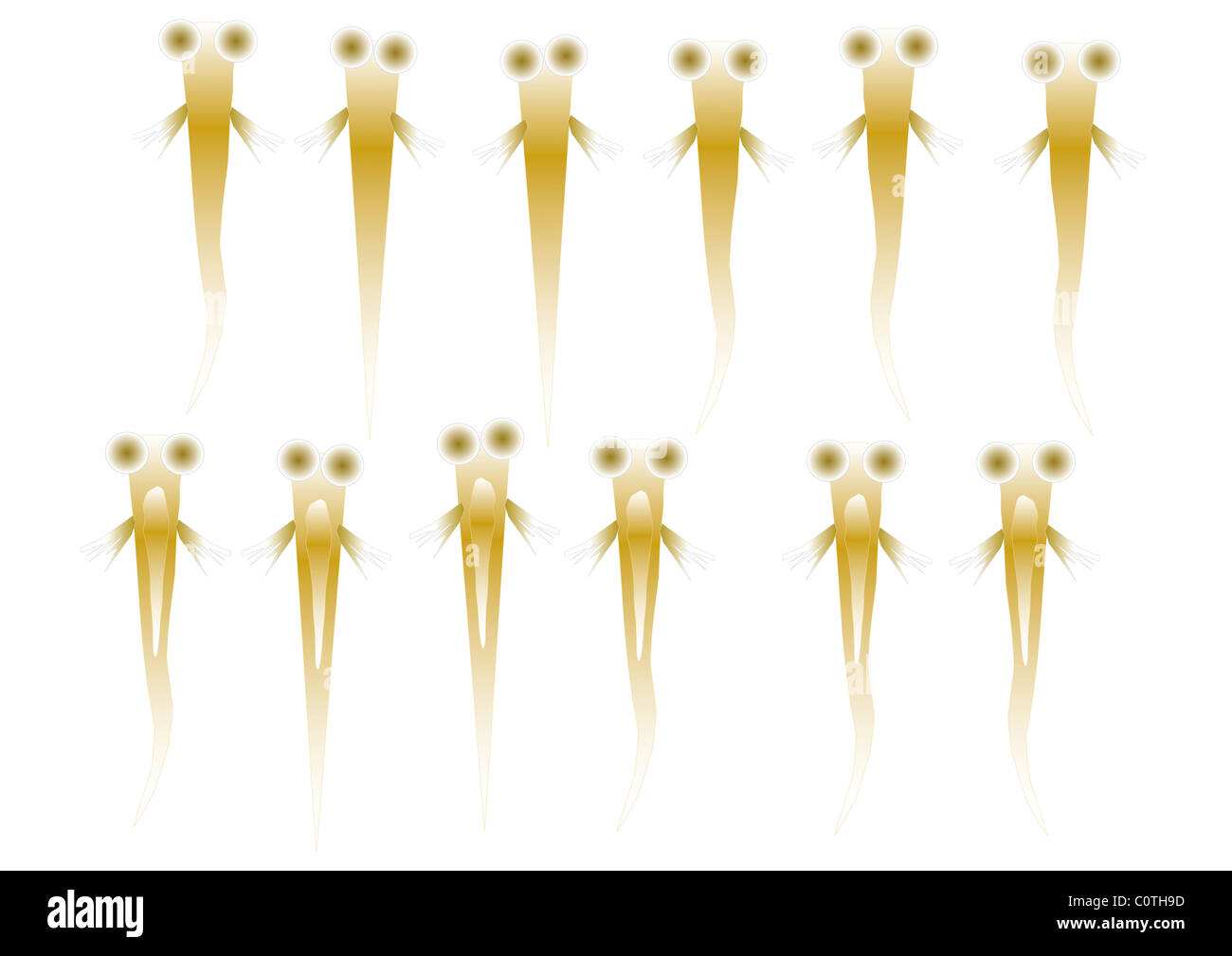 Medaka High Resolution Stock Photography and Images - Alamy