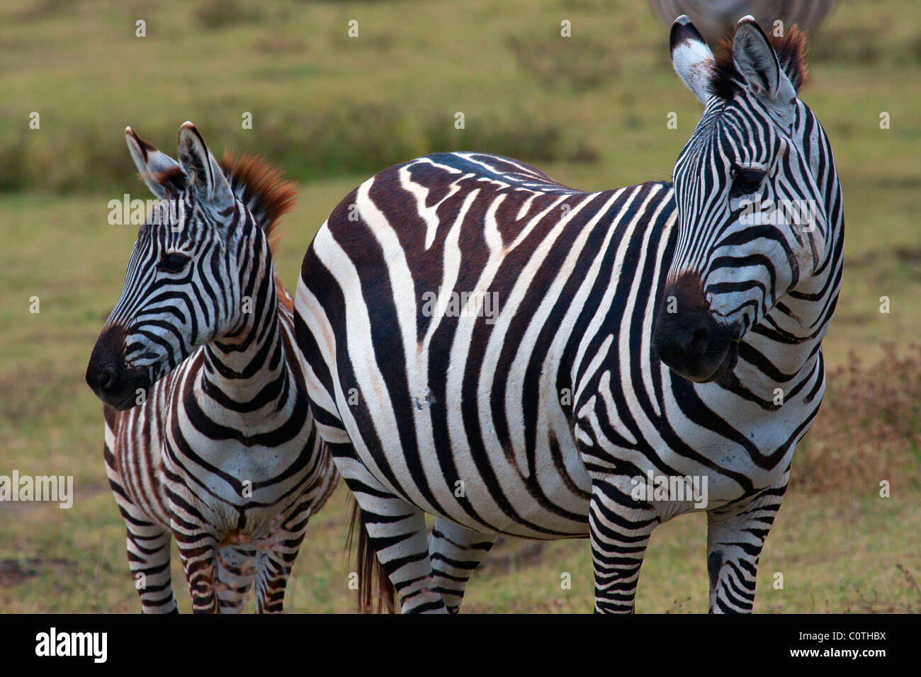 Zebra calf hi-res stock photography and images - Alamy
